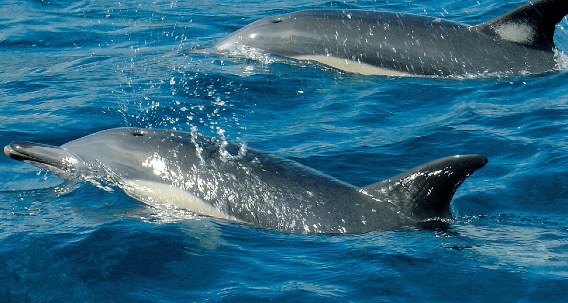 Whale and Dolphin Watching Holiday (B) | Sunvil.co.uk